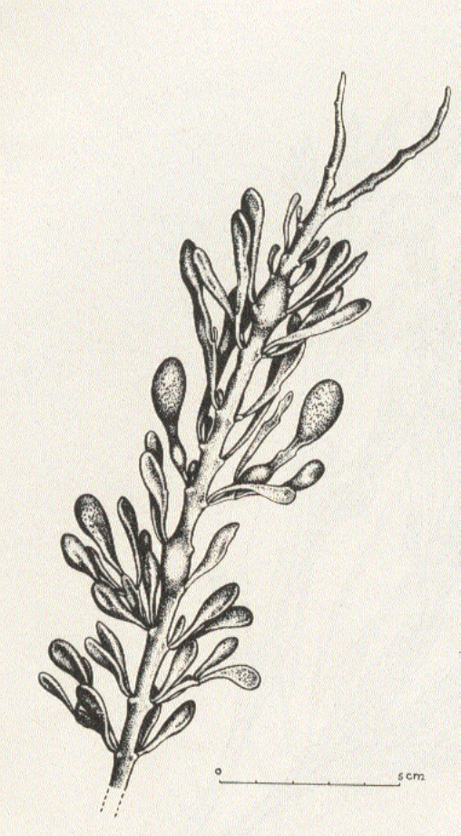 MSC Harvester Information | Maine Seaweed Council