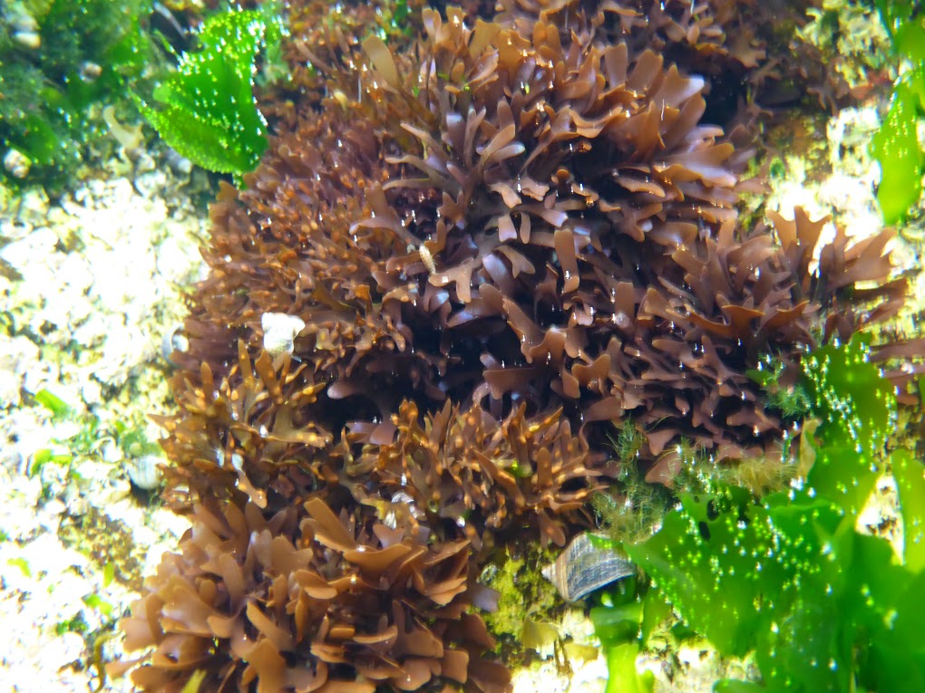 Identification | Maine Seaweed Council