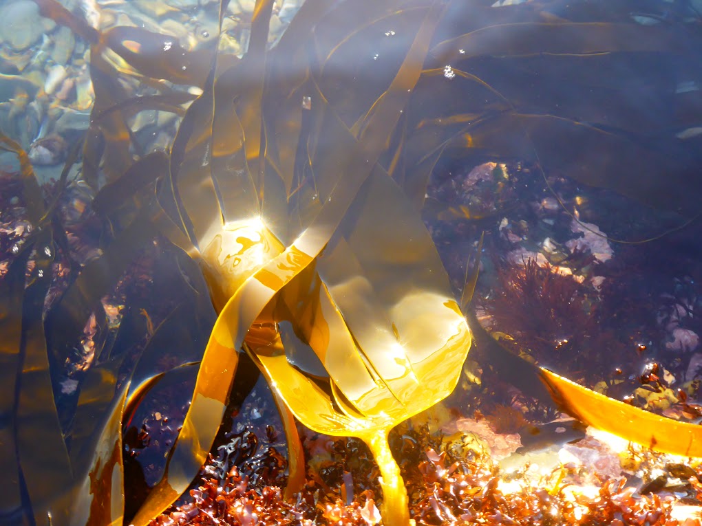 Identification | Maine Seaweed Council