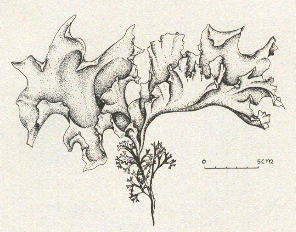 Identification | Maine Seaweed Council