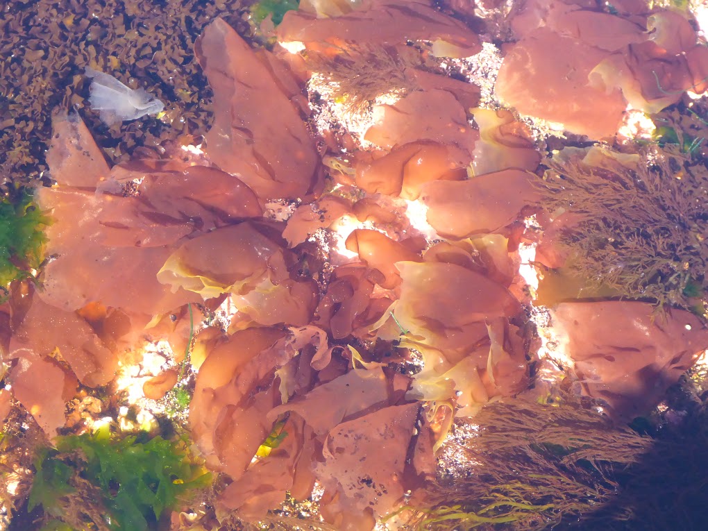 Identification | Maine Seaweed Council