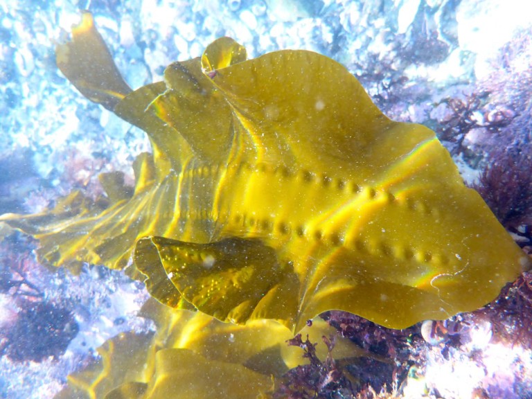 Identification | Maine Seaweed Council